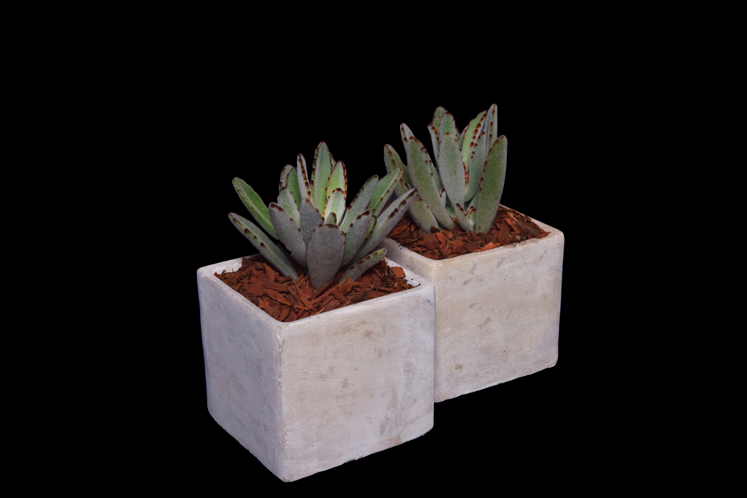 Kalanchoe Plant | Maison Fleur Floral Design | Brisbane